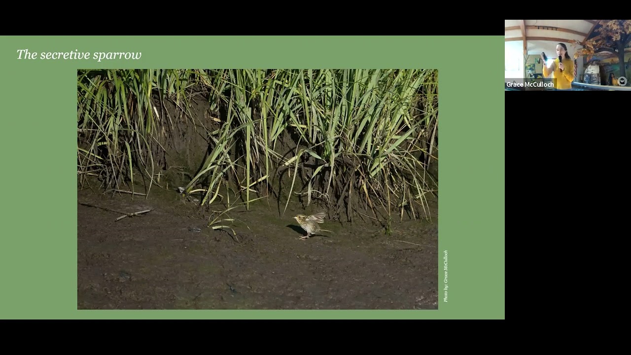 Feb 2023 Bayview Grace McCulloch Saltmarsh Sparrows - YouTube