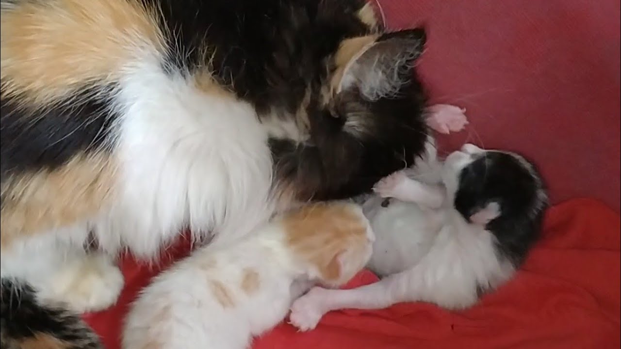 Kittens Crying Because Mother Cat Grooming Them Passionately || 2 Days ...