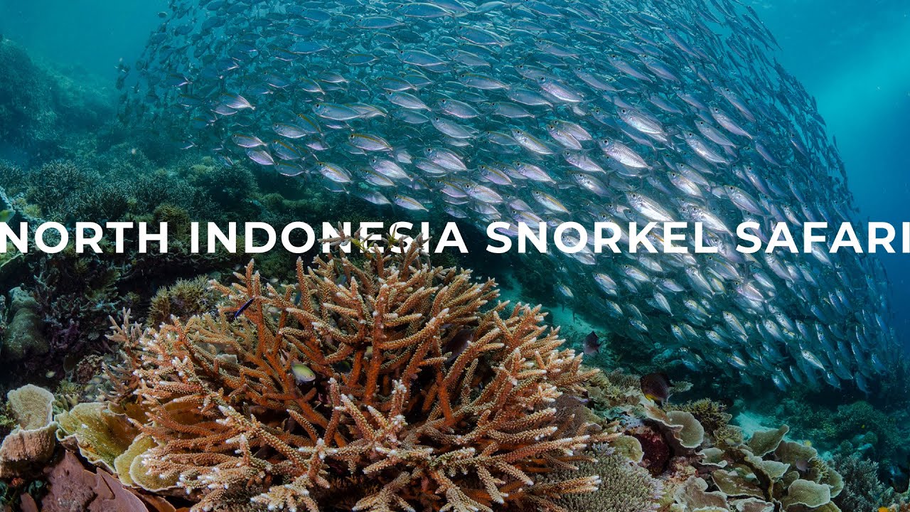 Indonesia Sea Life