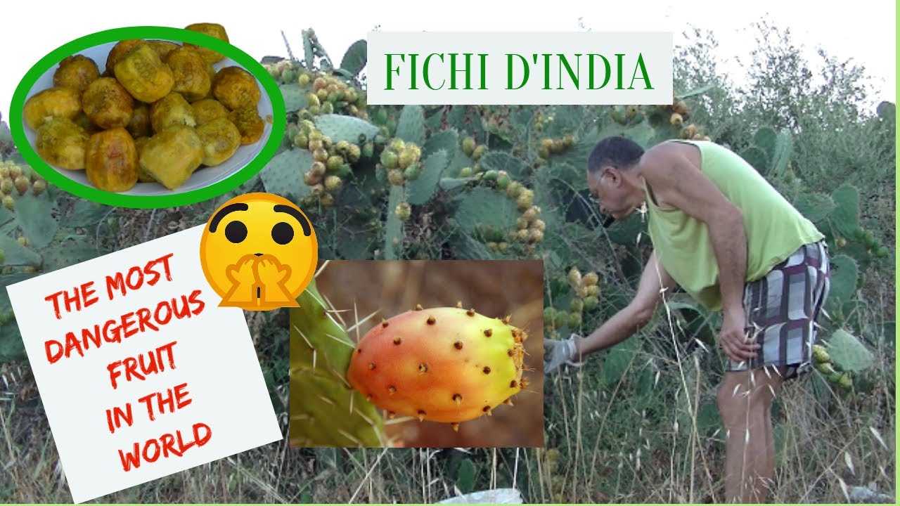 THE BEST WAY TO HARVEST AND PEEL THE MOST DANGEROUS FRUIT IN THE WORLD ...