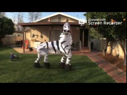 Dancing Zebra gif SONG - YouTube