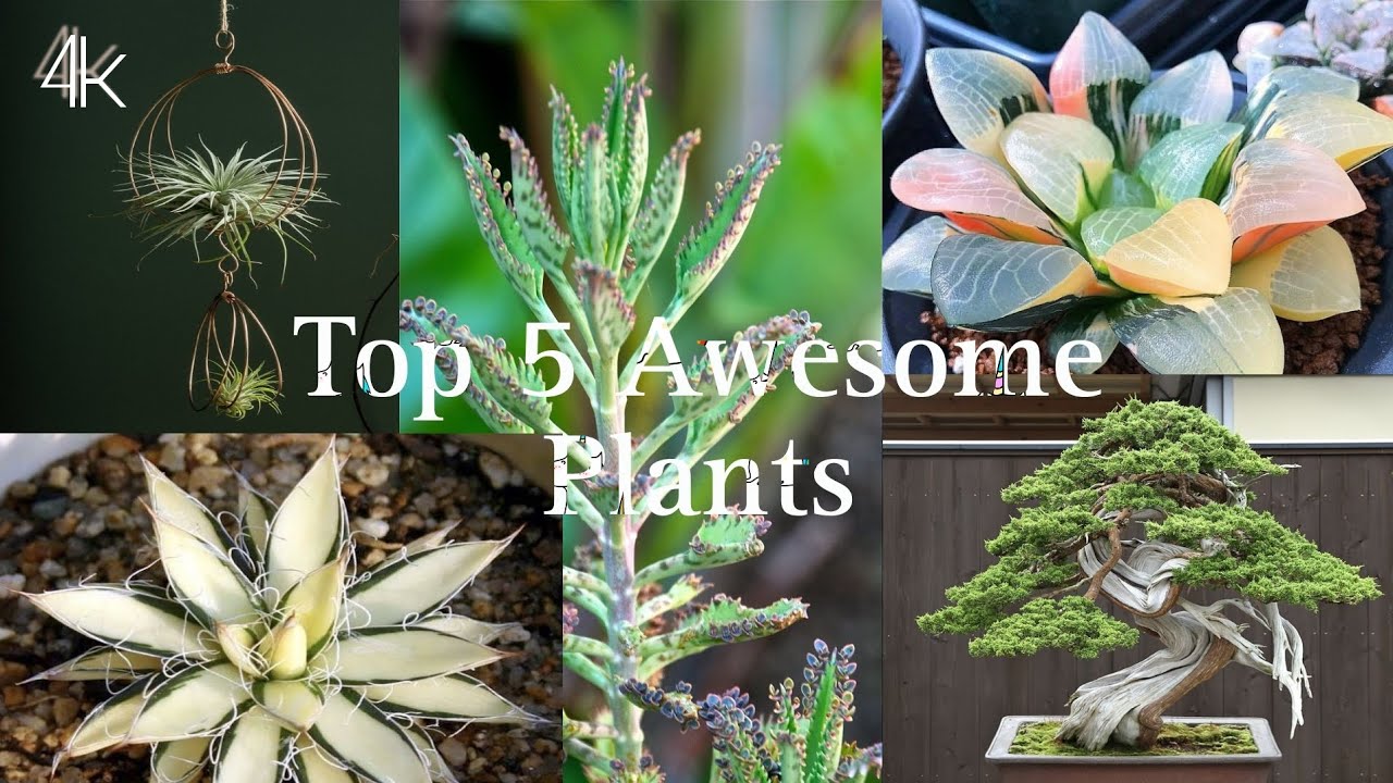 Plant cinematic video by oxygen for you 🔥🔥 - YouTube