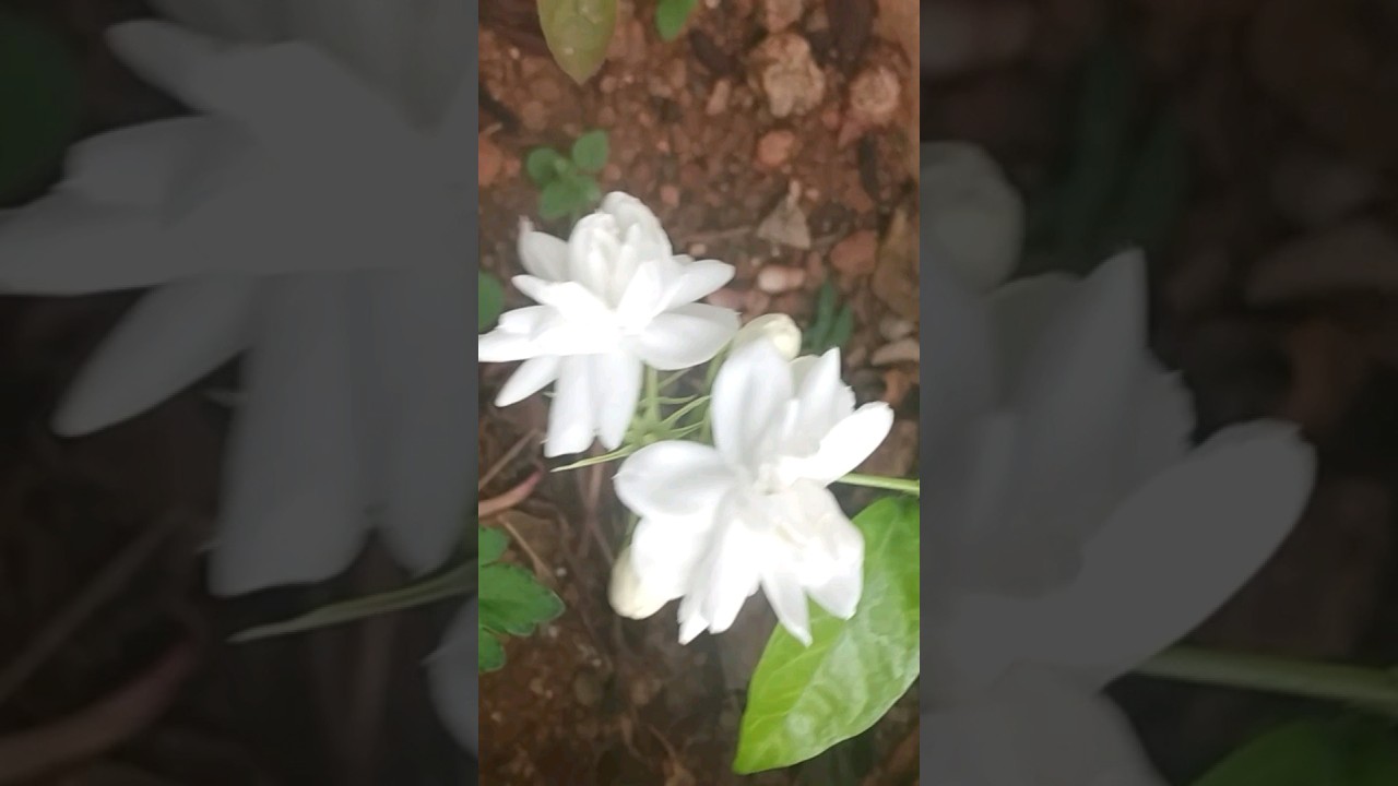 Double petal jasmine flower plant bloomed | kundu malli poo in tamil ...