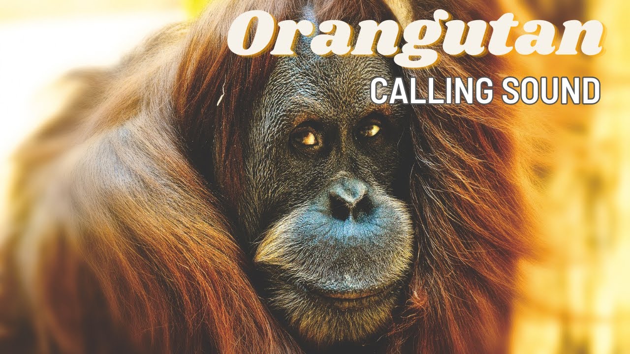 Orangutan Calling Sound - YouTube