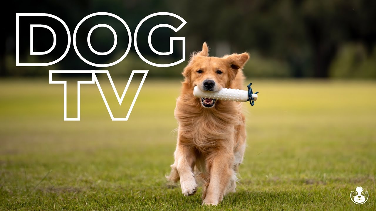 Dog TV - ULTIMATE Virtual Dog Walking Video - 10 Hours - YouTube