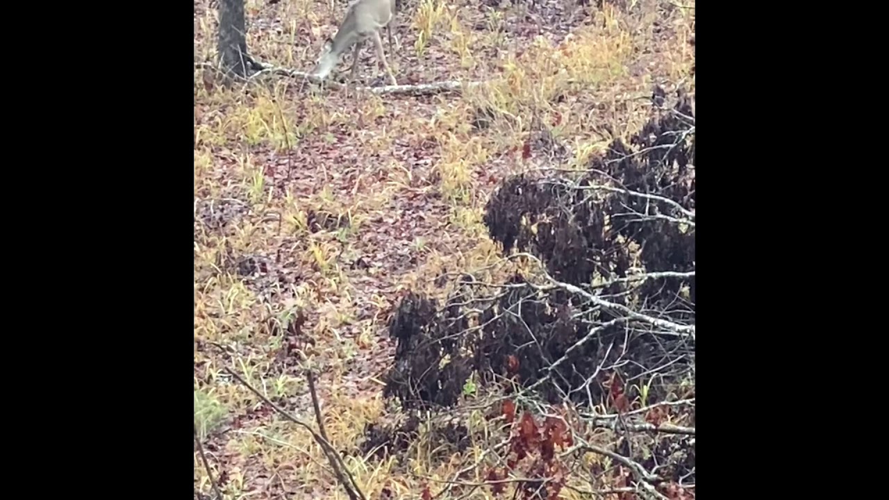 Hunting 2020 little 3 point buck - YouTube