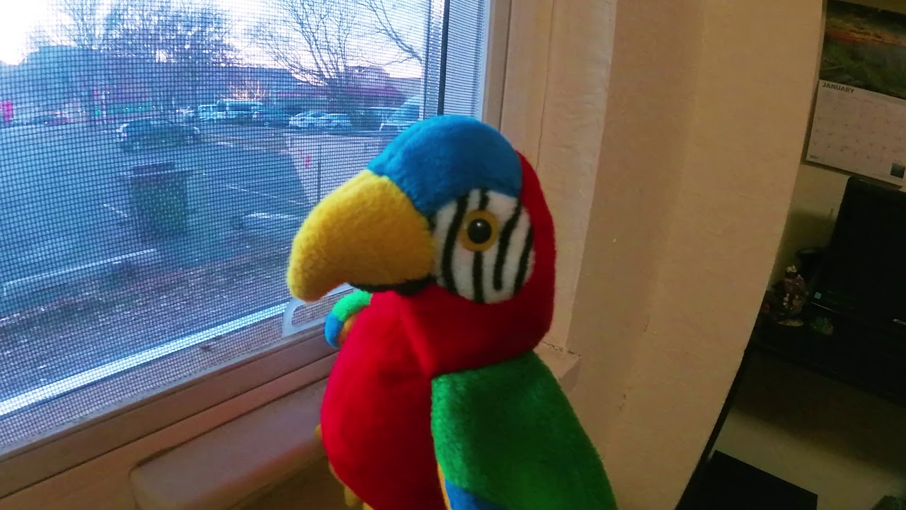 crazy parrot - YouTube