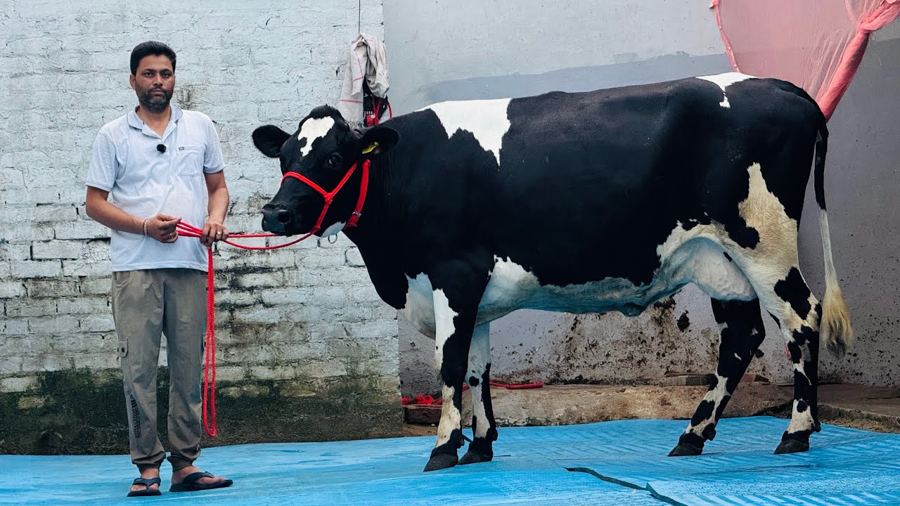 Pure ABS,Denmark Breed with High Milking || Modern Dairy Farming ...