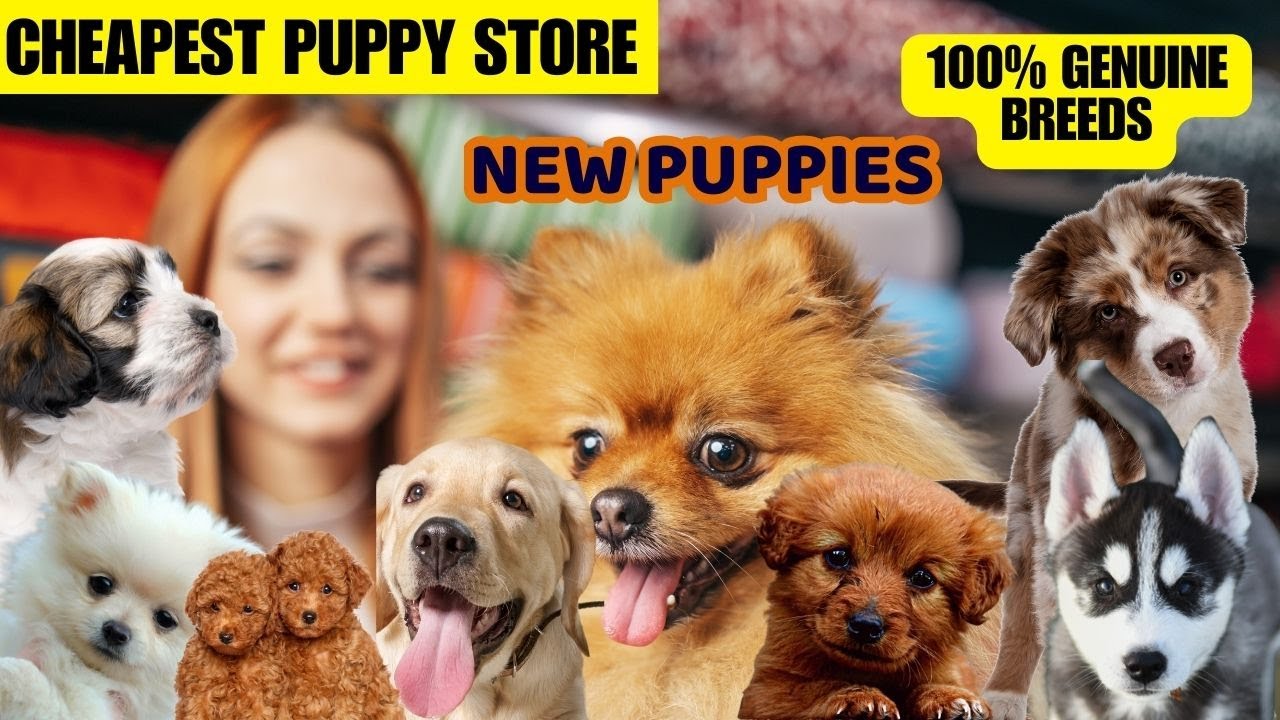 Cheapest Pet Store In Hyderabad Biggest Pet Shop In Hyderabad Best cheapest-pet-store-in-hyderabad-biggest-pet-shop-in-hyderabad-best