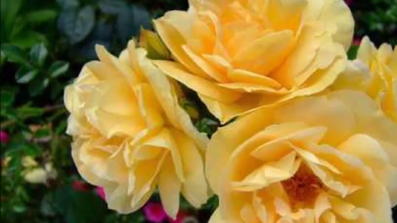 ROSES FROM THE SOUTH - YouTube