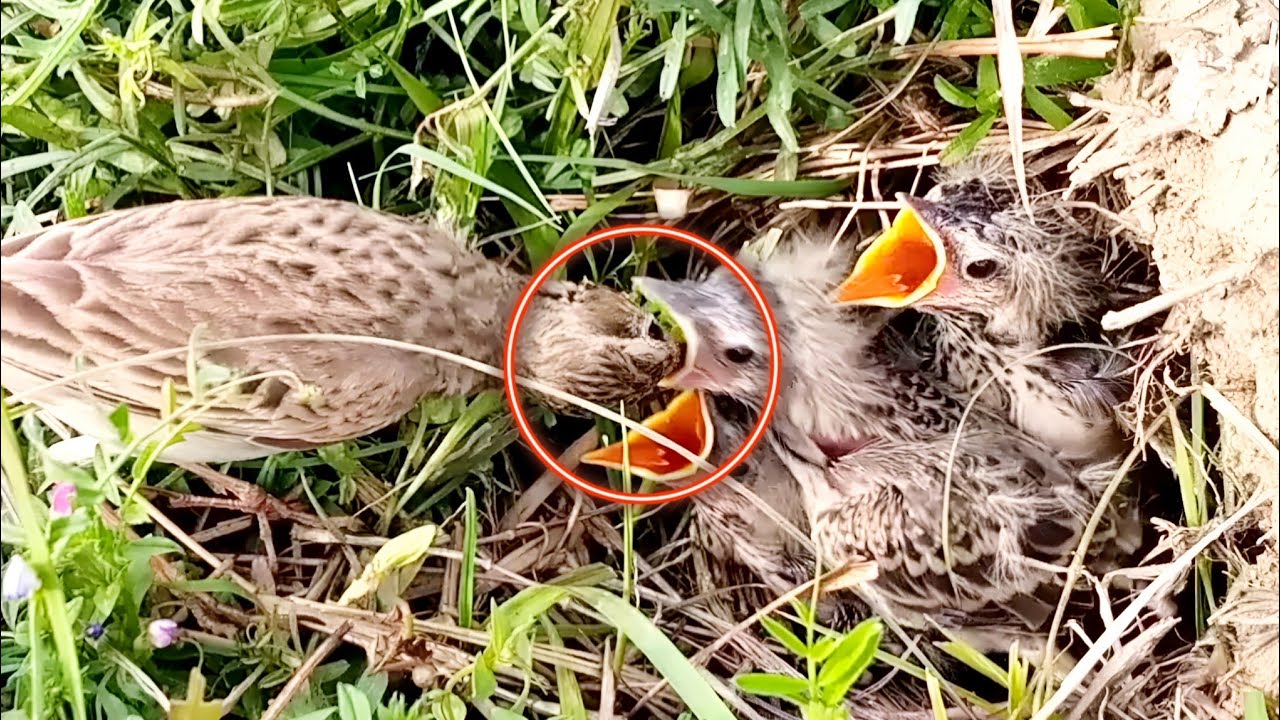 Pipit bird mother unique way of feeding for babies @beautyofnature4988 ...