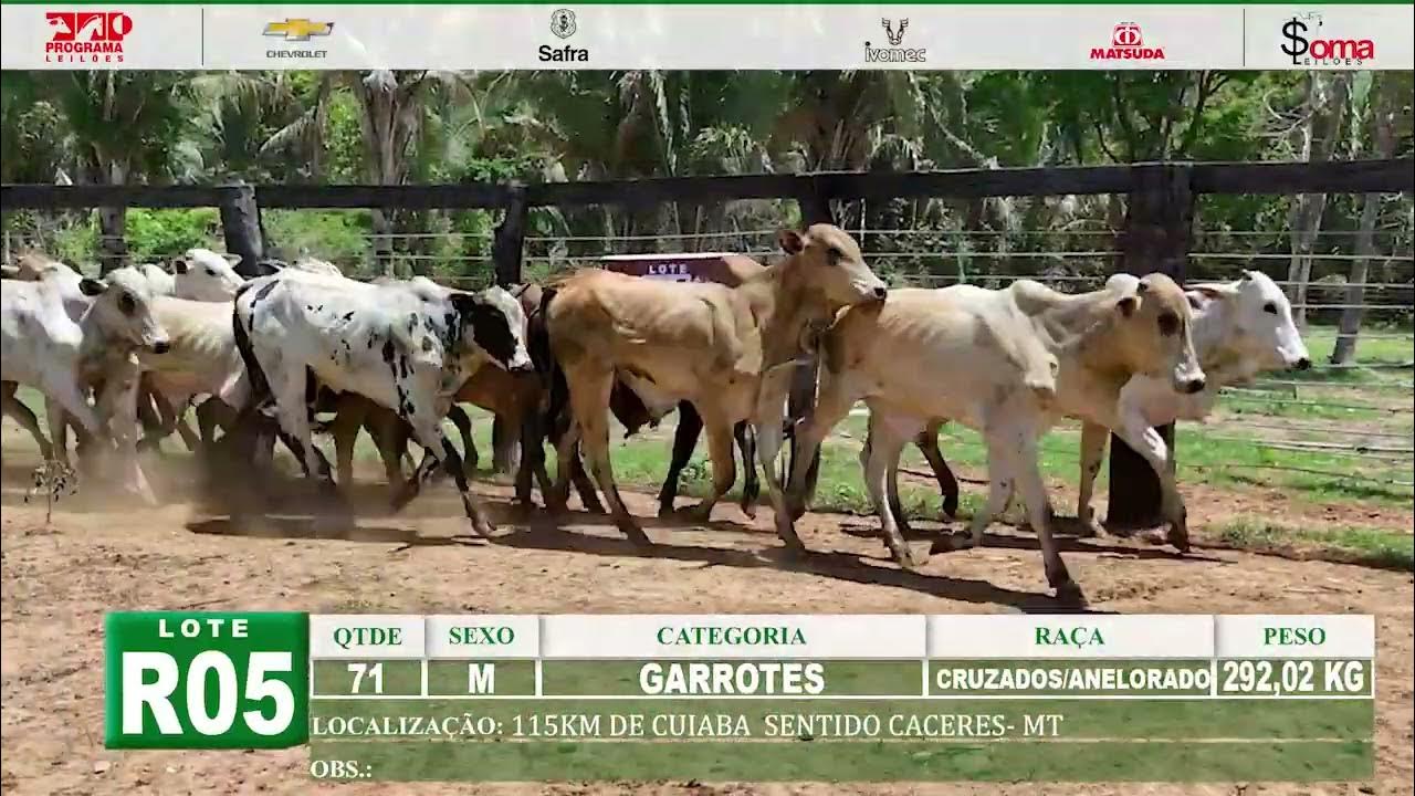 LOTE R05 - YouTube