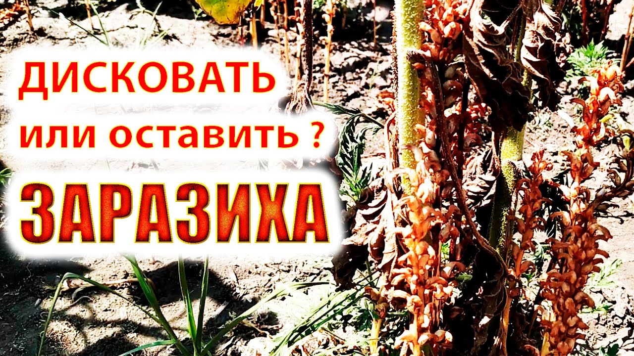 ЗАРАЗИХА 🛑 НА ПОДСОЛНЕЧНИКЕ 🌻 - ЧТО ДЕЛАТЬ !?? | SUNFLOWER Orobanche ...