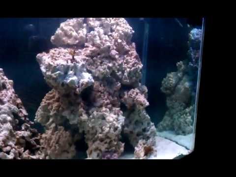 215 Gallon Oceanic Reef Tank - YouTube