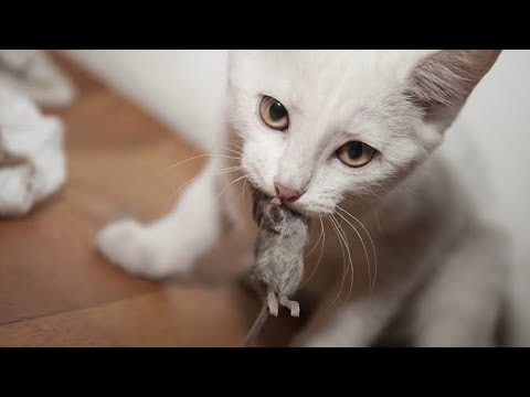 CAT CATCH RAT OMG #hen #farming #cat #chicken #animals #pets #cute # ...