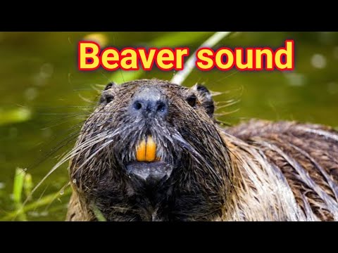 Beaver sound | Beaver sound effect | Water vole sound | Beaver sounds ...