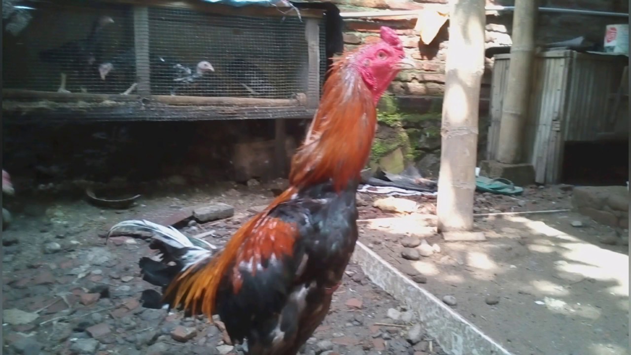 AYAM PhILIPPINES SILANG AYAM BANGKOK - YouTube