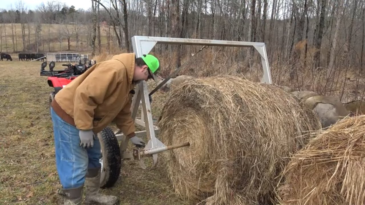 Raising Cattle: What is Bale Grazing v/s Unrolling hay, is it better ...