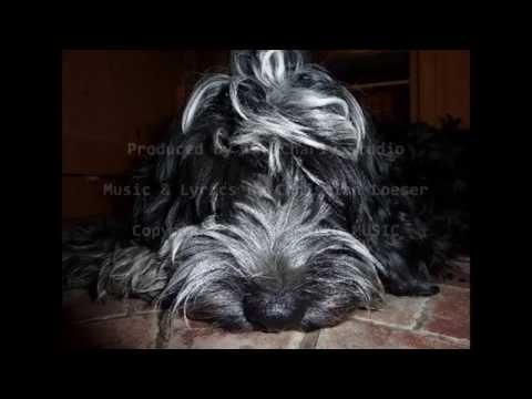 Poldi, the funny Cockapoo and the Cockapoo-Song - YouTube