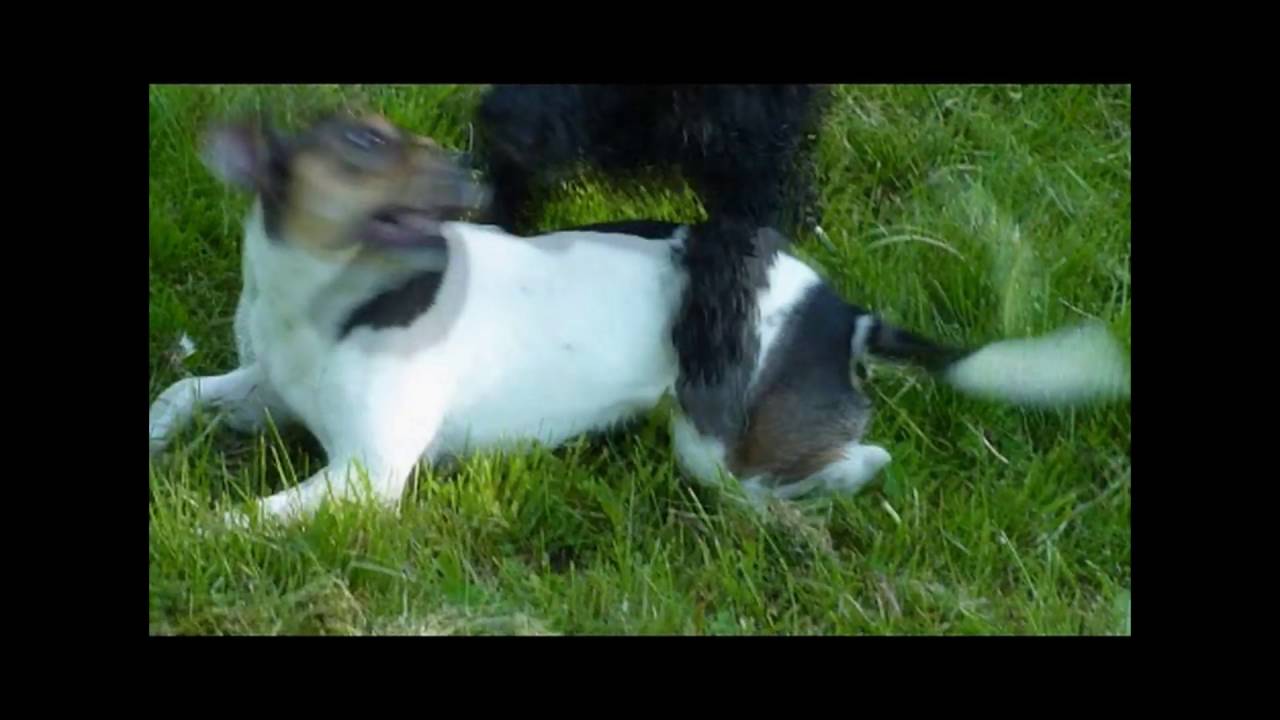 Poldi, the funny Cockapoo and the Cockapoo-Song - YouTube