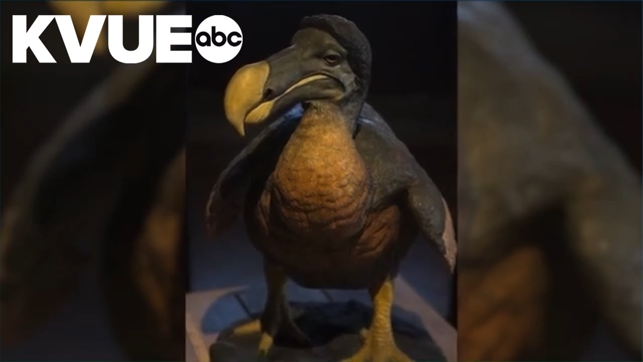 Return of the dodo bird? Texas company trying to create 'copy' of the ...