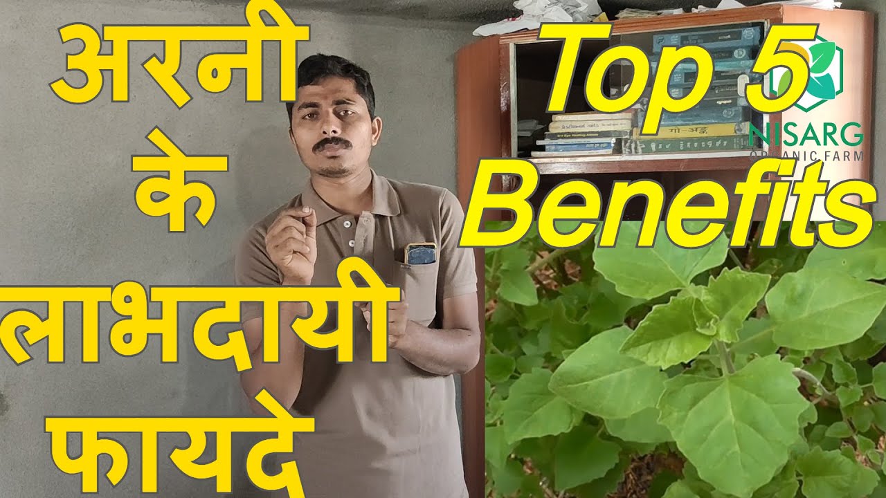 Top 5 Benefits Of Arni. अरनी के 5 लाभदायी फायदे। - YouTube