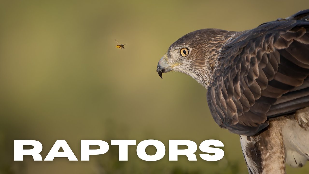 Raptors in Spain | Goshawk | Bonellis Eagle - YouTube
