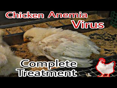 Chicken Anemia Virus || 100% Complete Treatment with Signs/Symptoms 🐤🐥🐔 ...