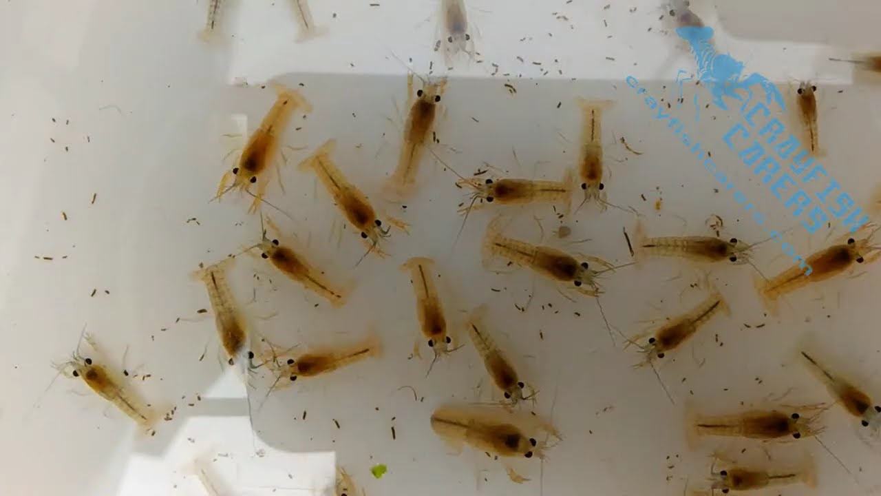 Baby crayfish procambarus clear * ghost 2016 - YouTube