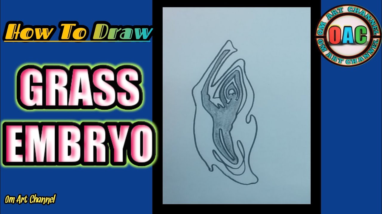 grass drawing | grass embryo diagram | L.S. of an embryo of grass ...