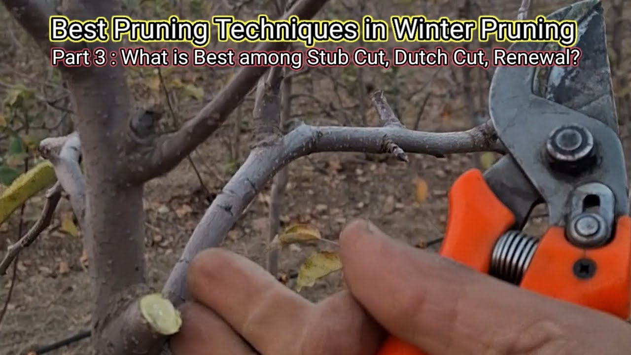 Pruning Technique : Stub Cut, Dutch Cut, Renewal of branches || Magray ...