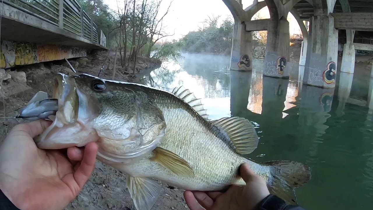Swim bait+ Bass Dynasty=Hump Back Bass! - YouTube