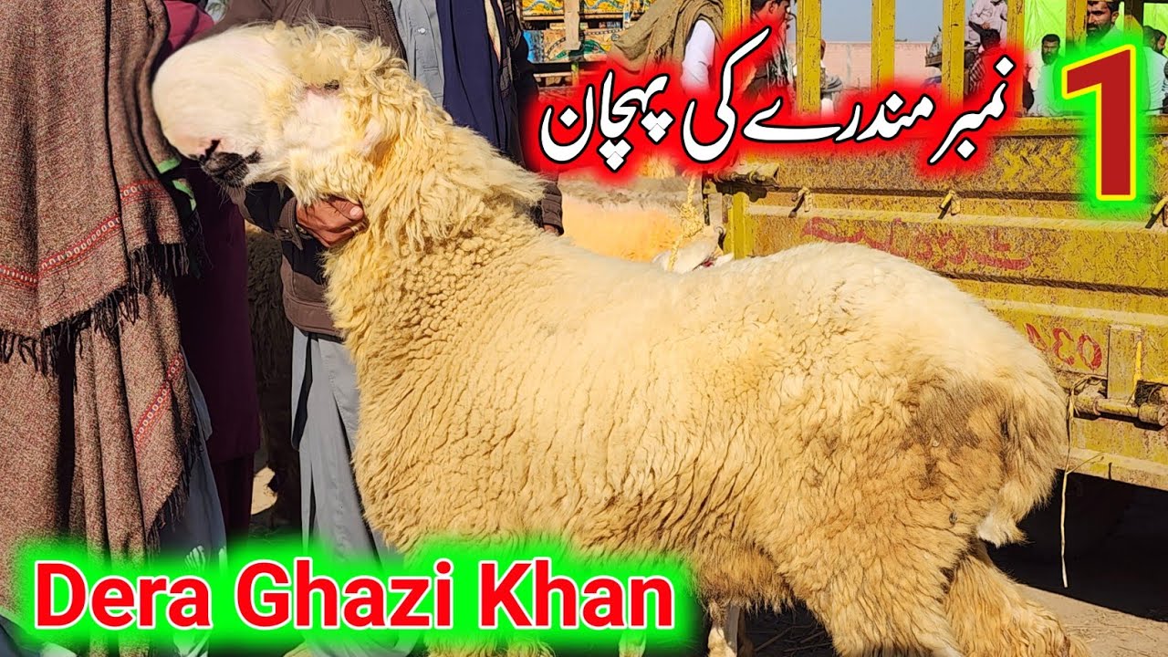 Dera Ghazi Khan || munbra chatra ki video || mundra goat farm 13 ...