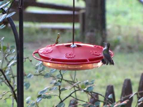 Hummingbird vs. Praying Mantis - YouTube