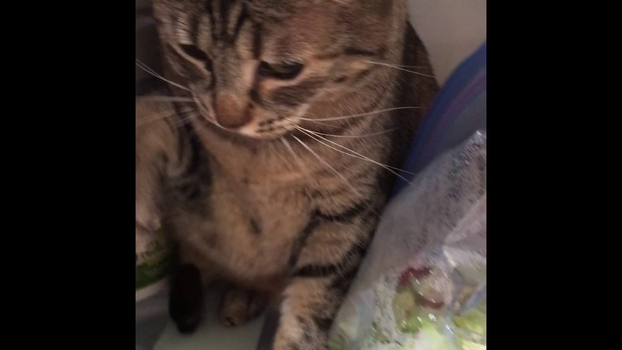 Malicat The Brat: Feed Me Now - YouTube