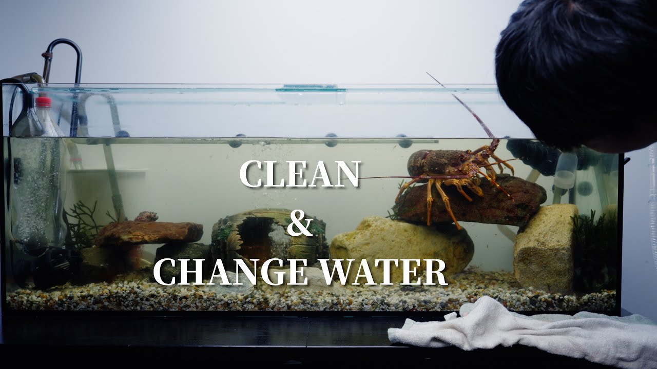 First Time Cleaning My Crayfish Tank! | How I Did a Water Change | 第一次 ...