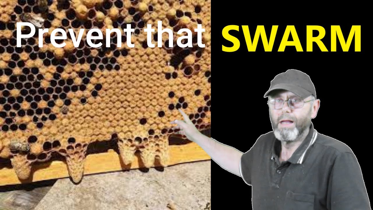 Ep 63 Beekeeping 101: Swarm Prevention and Control - YouTube
