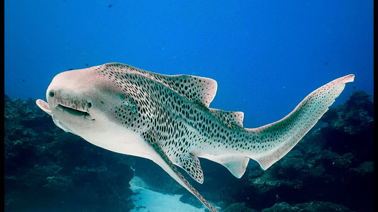 Leopard Shark
