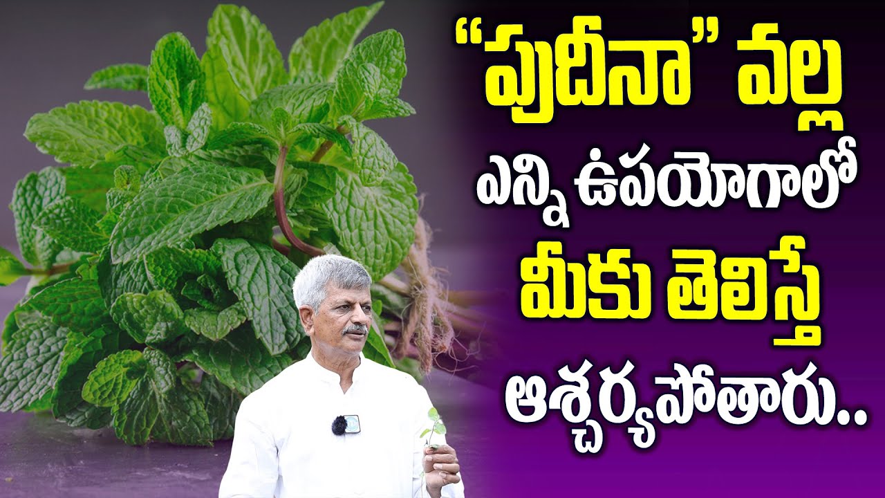 Anjaneya Raju Herbal Farm Tour | 10 Health Benefits of Pudina/Mint ...