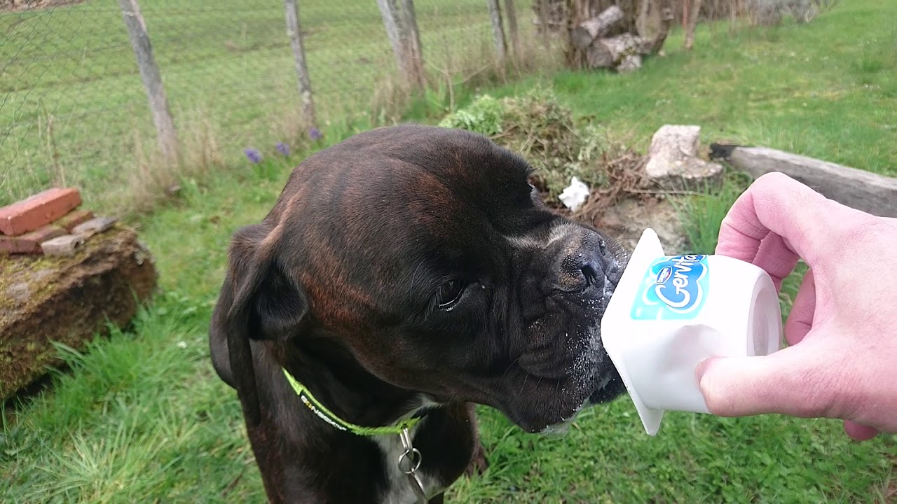Moli Boxer dog at pic-niq - YouTube
