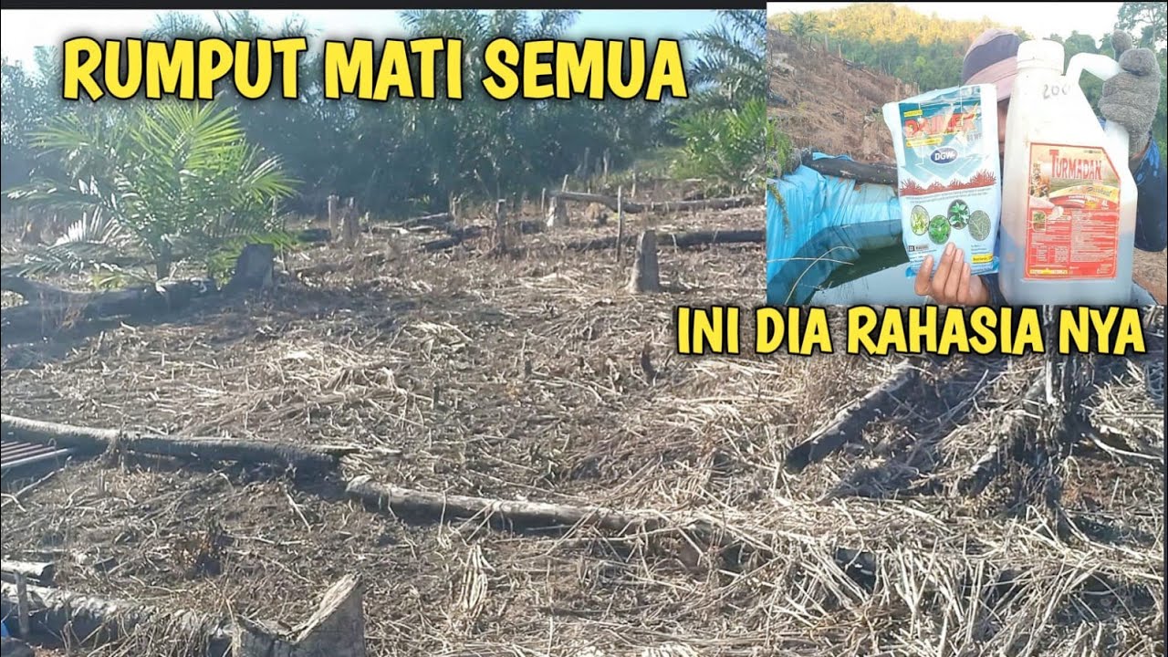 RACUN RUMPUT UNTUK SEMPROT KEBUN KELAPA SAWIT VARIETAS YANGAMBI ...