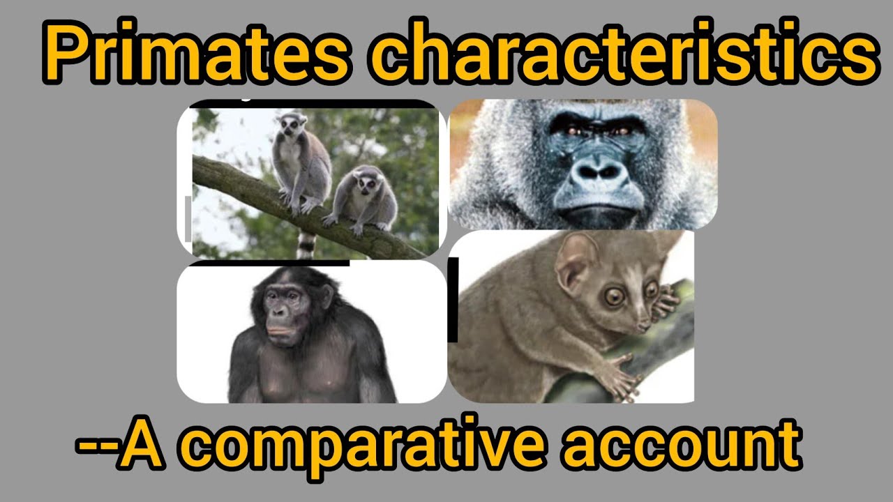 Primates characteristics, Part-1(A comparative account ...