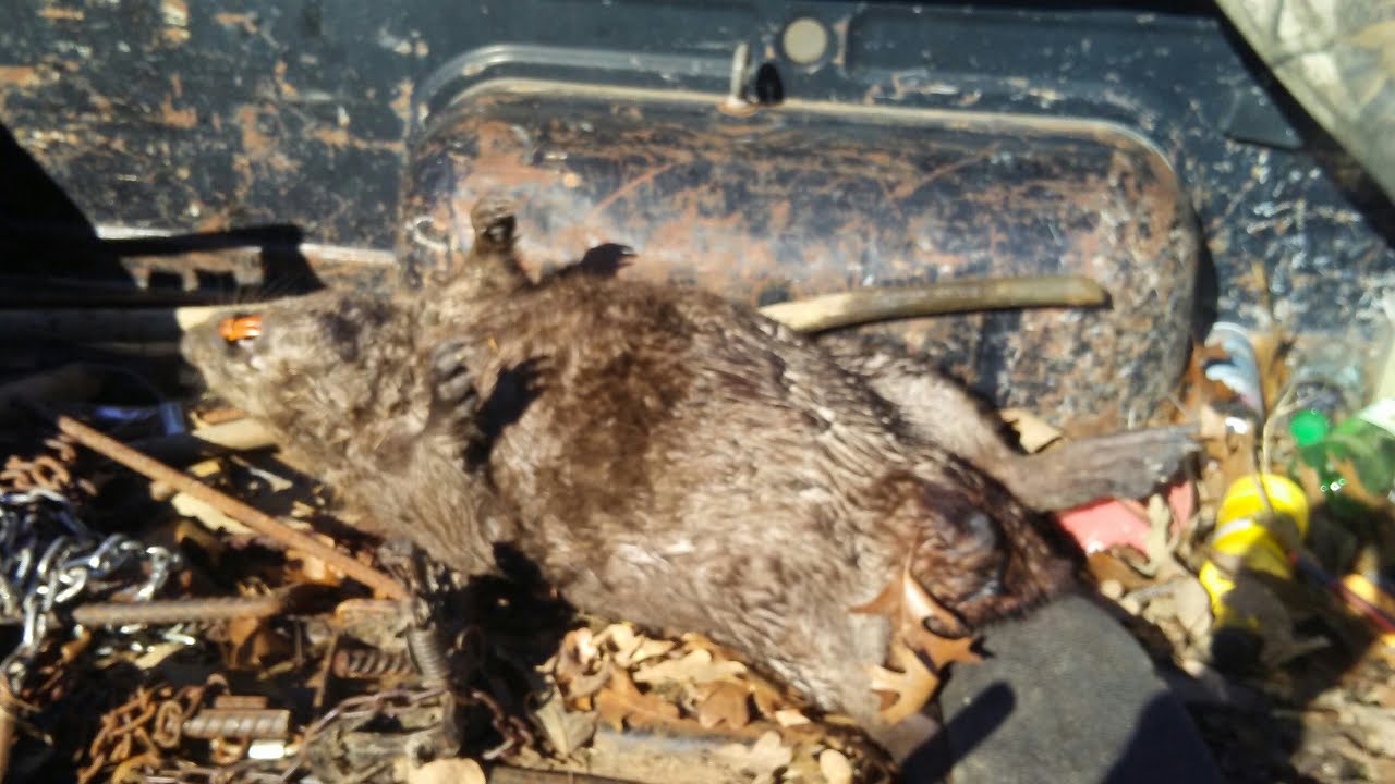 IcoTec gc 500 review - YouTube