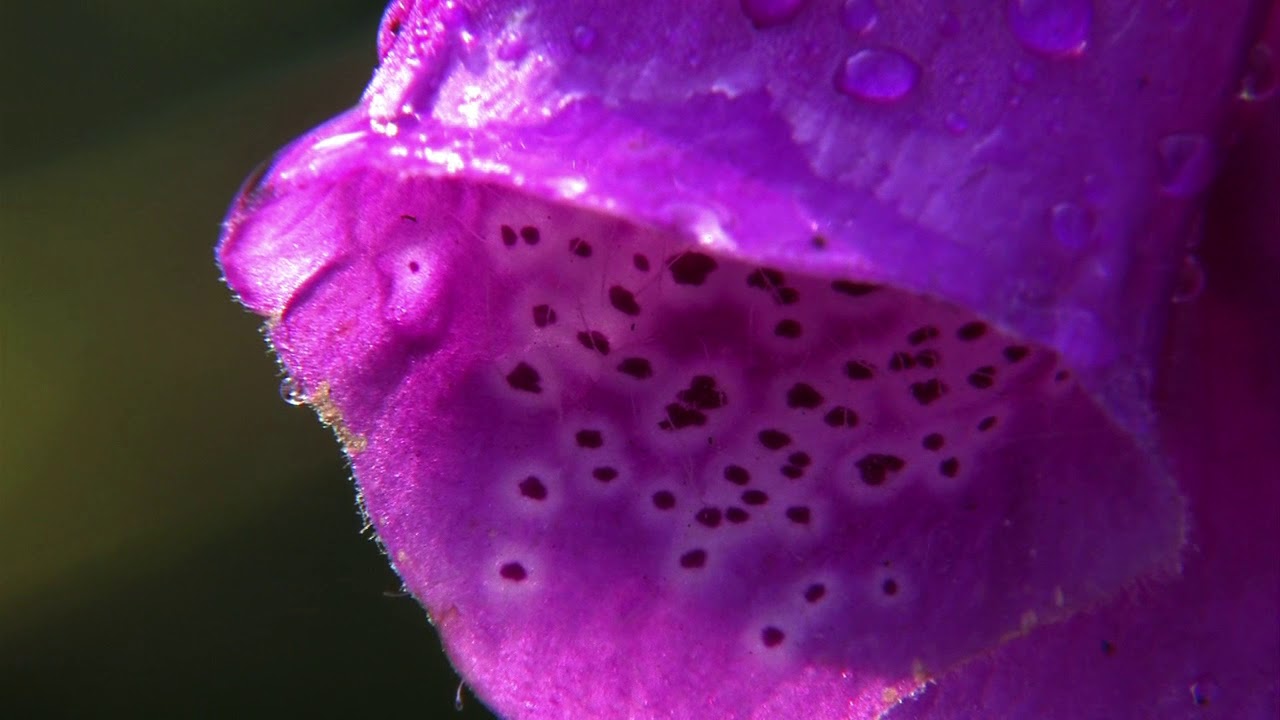 Die Hummel im Fingerhut - YouTube