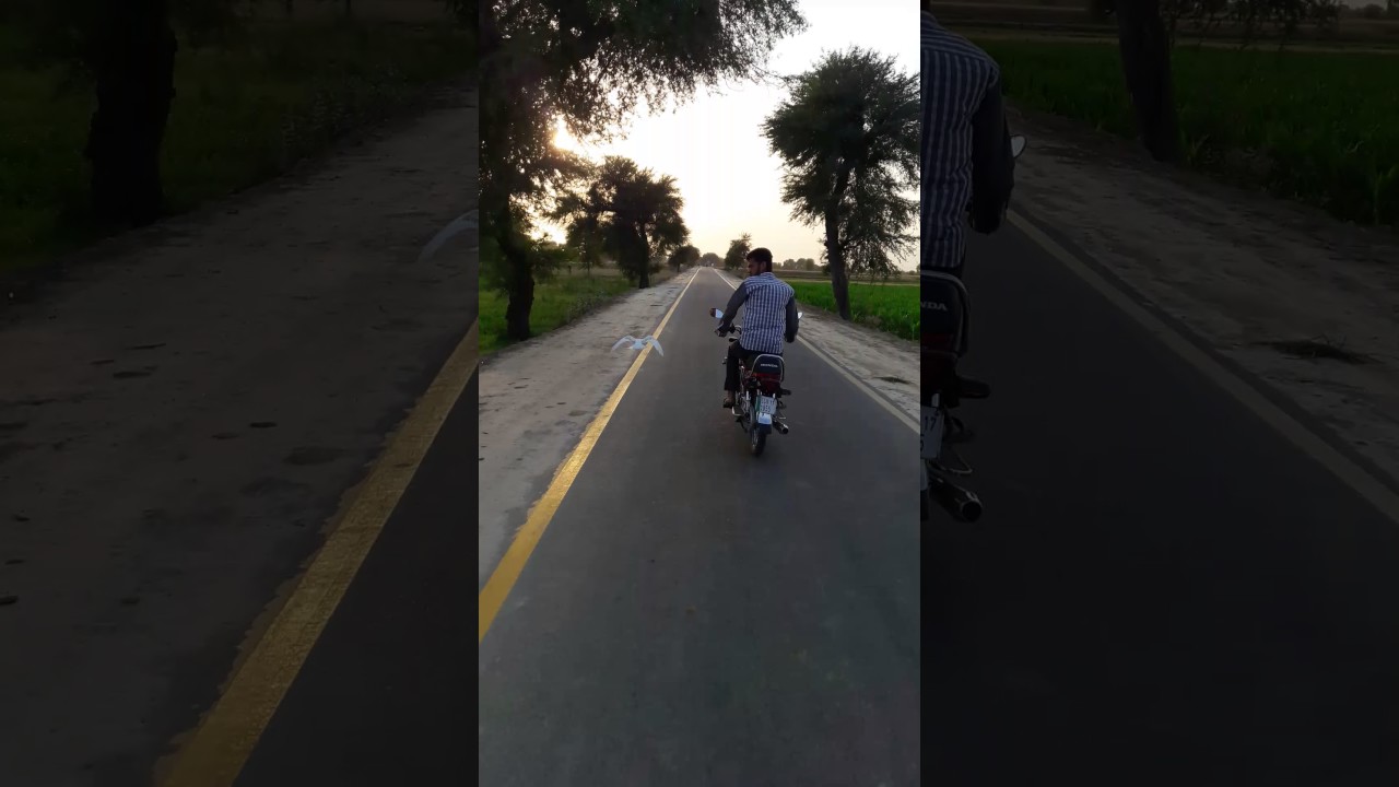 How I Trained My Pigeon 2020( Pigeon Racing with motorcycle) - YouTube