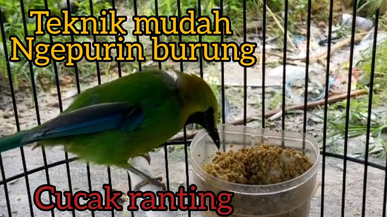 Cara termudah Ngepurin burung cucak ranting/ murai ranting - YouTube