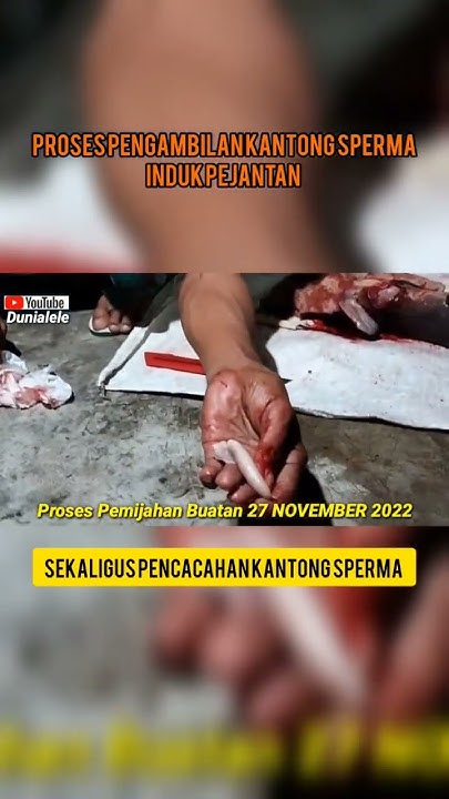 Proses Pengambilan Kantong Sperma - YouTube