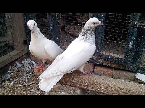 pigeon farm & Best high flying pigeons - breeding high flyer pigeon ...