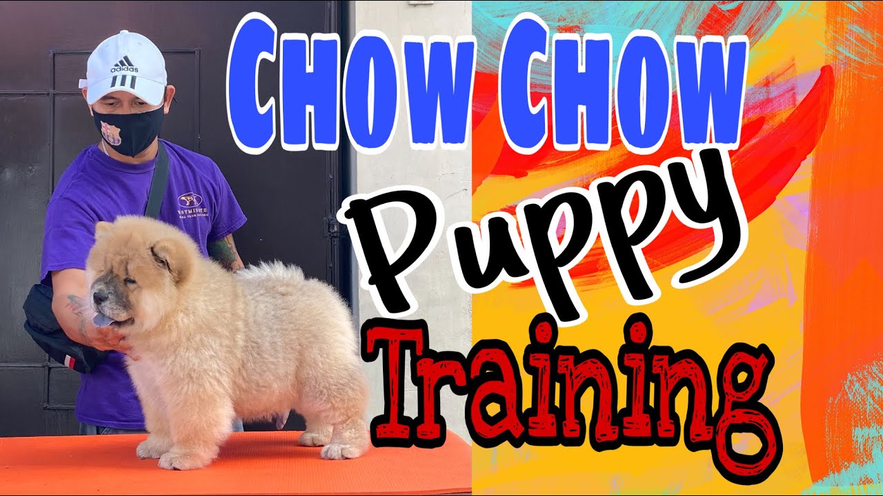 First time training on table stack |chow chow puppy | 2 months old ...