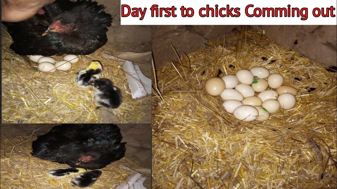 Day one to chicks come out#aseelhen#aseelmurgalover#henchiks#like&share ...